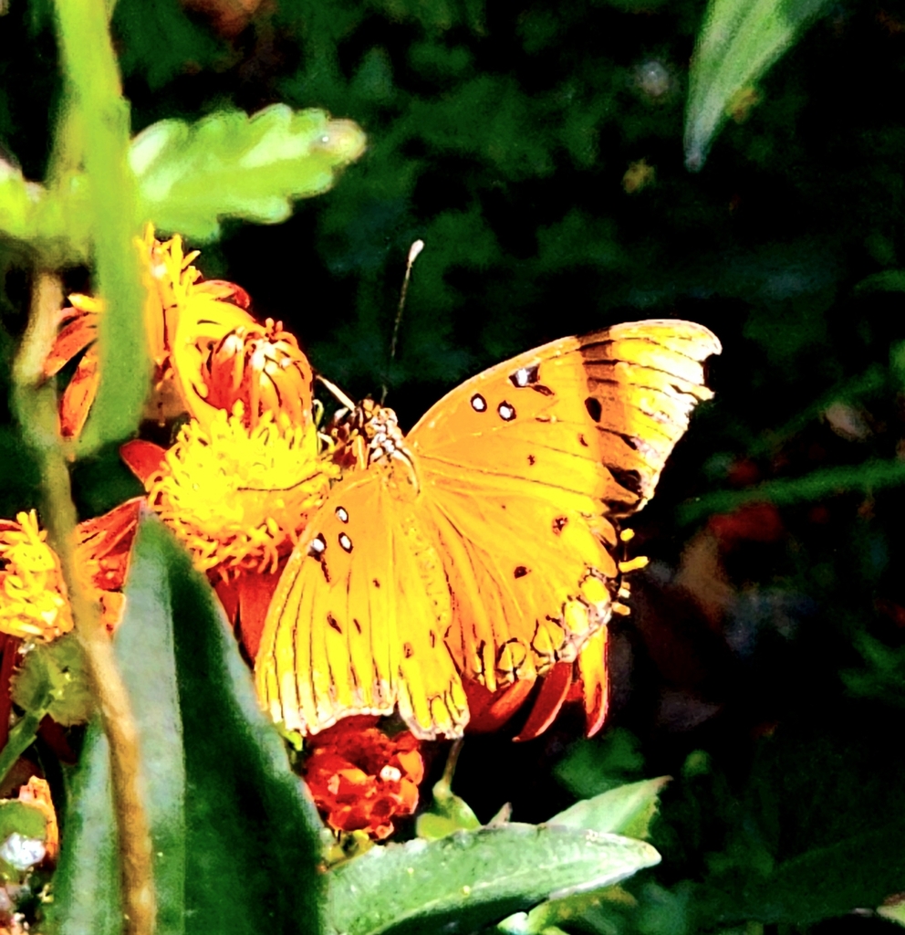 Dione vanillae incarnata from Cabecera Municipal, García, N.L., México ...