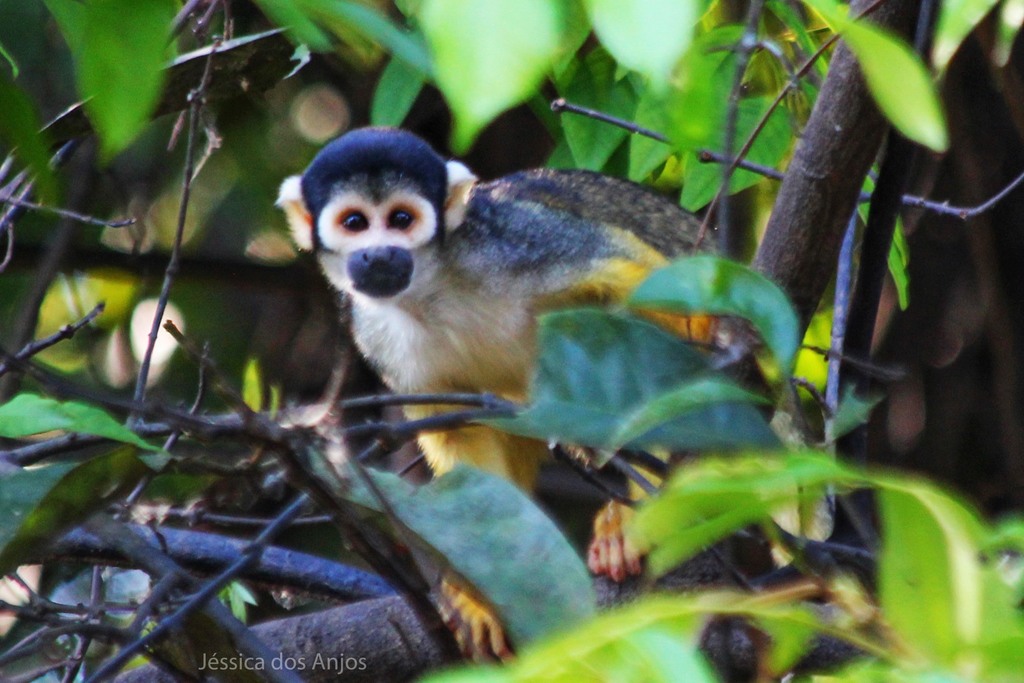 Black-headed Squirrel Monkey in August 2017 by Jessica dos Anjos · iNaturalist