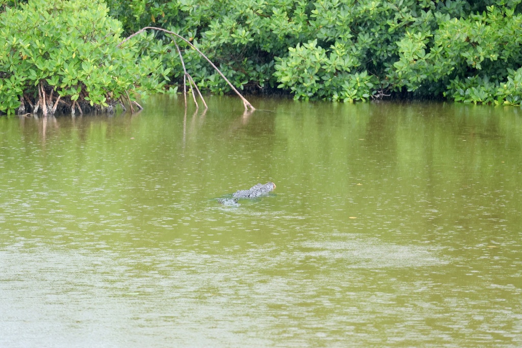 American Crocodile in February 2025 by KC Williams · iNaturalist