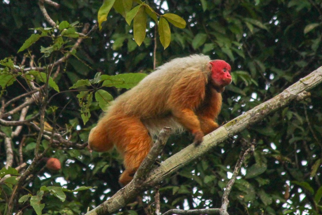 Novae's bald-headed uakari in August 2017 by Jessica dos Anjos ...