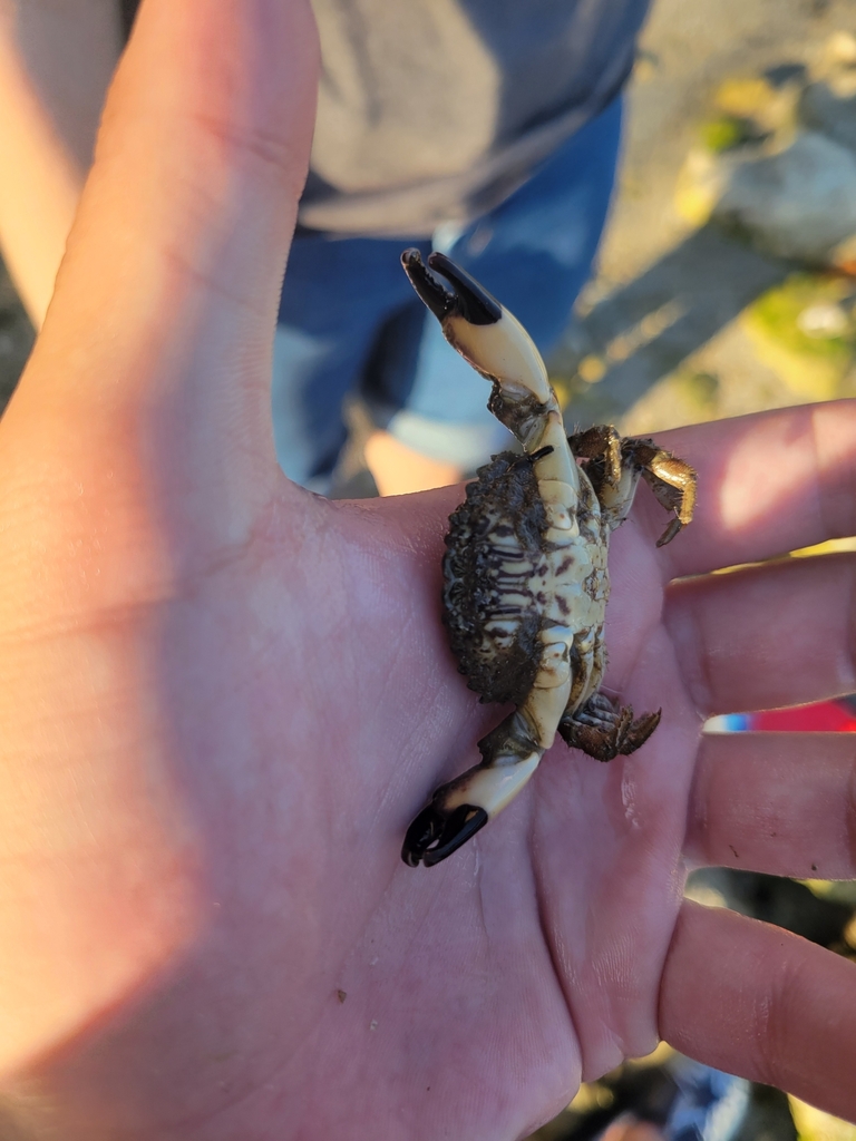 Round Crabs from Brevard County, US-FL, US on February 06, 2025 at 05: ...