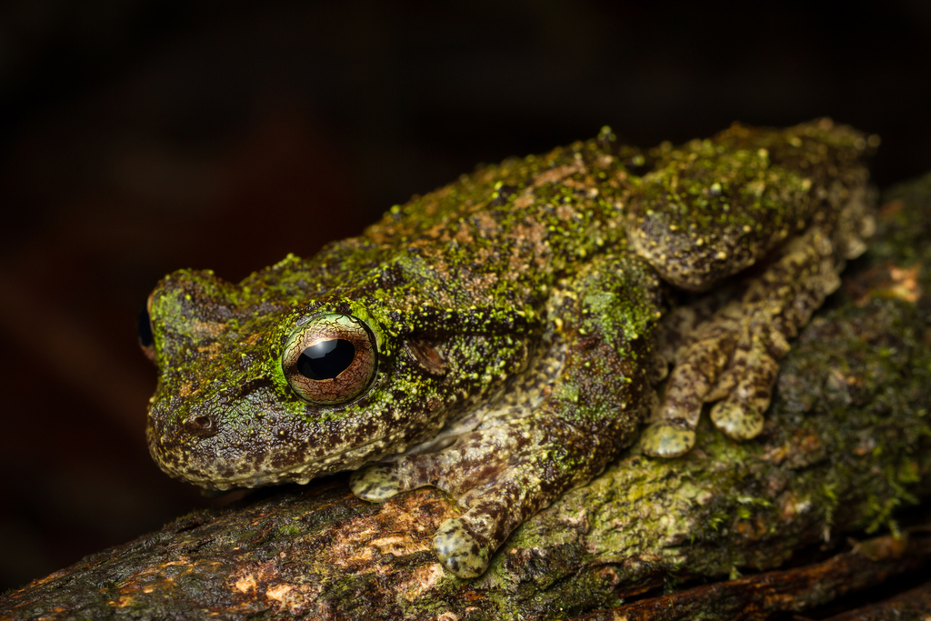 Green-eyed Tree Frog from Paluma QLD 4816, Australia on January 19 ...