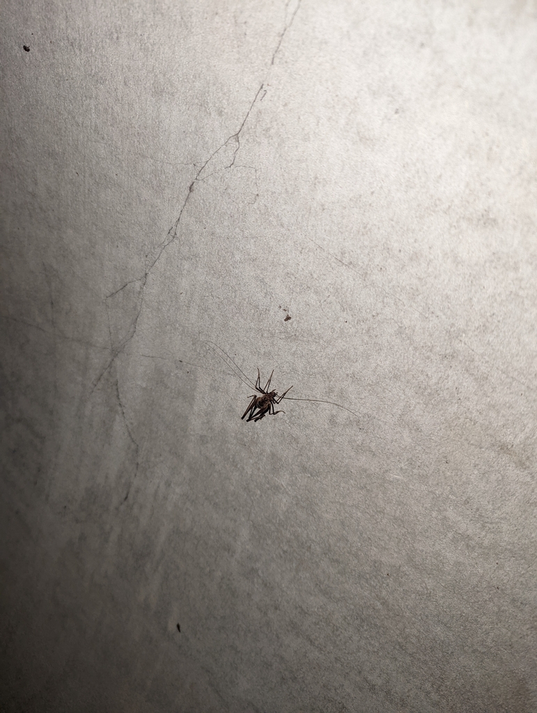 Camel Crickets, Cave Crickets, and Cave Wēta from Montrose VIC 3765 ...
