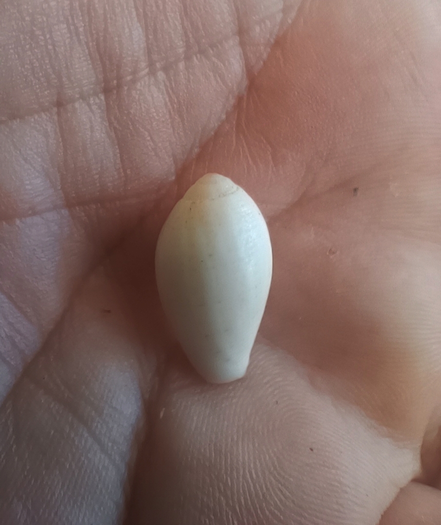 Lyria laseroni from Minnie Water NSW 2462, Australia on February 1 ...