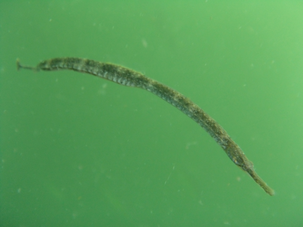 kelp pipefish from 3337 NW Byron St, Silverdale, WA 98383, USA on May ...