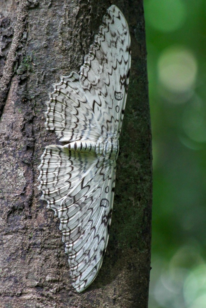 White Witch Moth from Canal do lago Mamirauá- Margem Direita - S/N ...