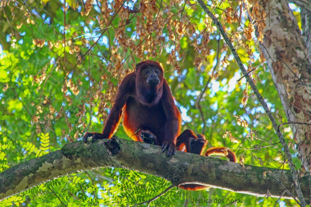 Purus Red Howler Monkey Red Howler Monkey – Wisconsin National