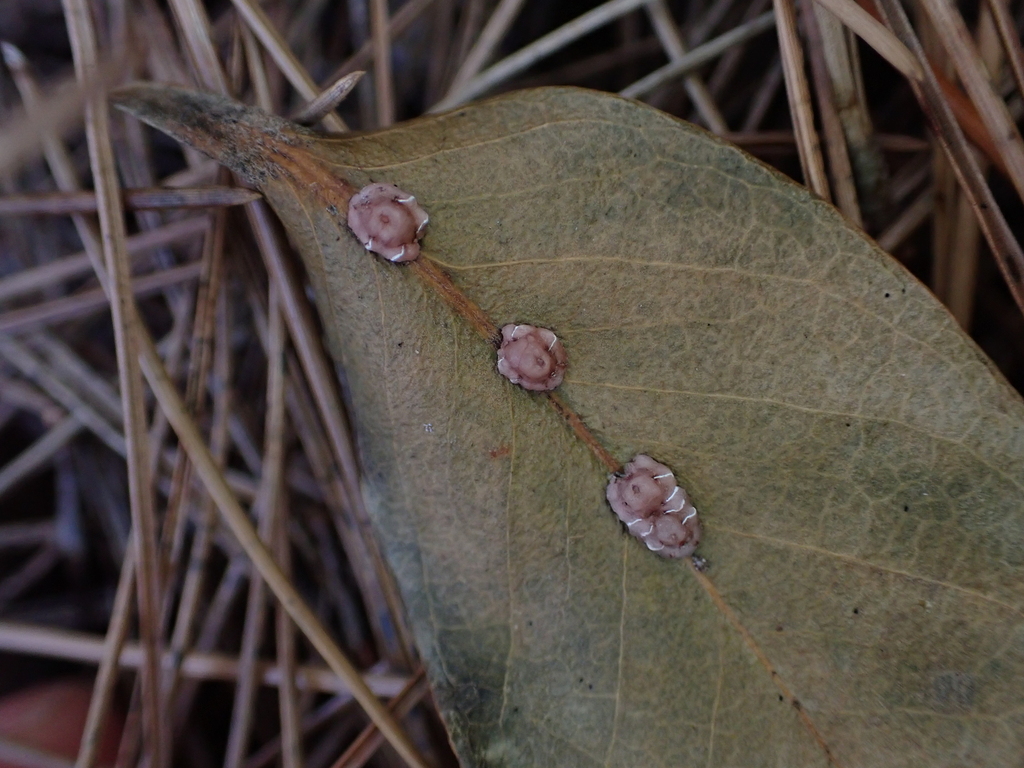 Pink wax scale from 日本、〒100-2101 東京都小笠原村父島 on February 7, 2025 at 02:53 ...