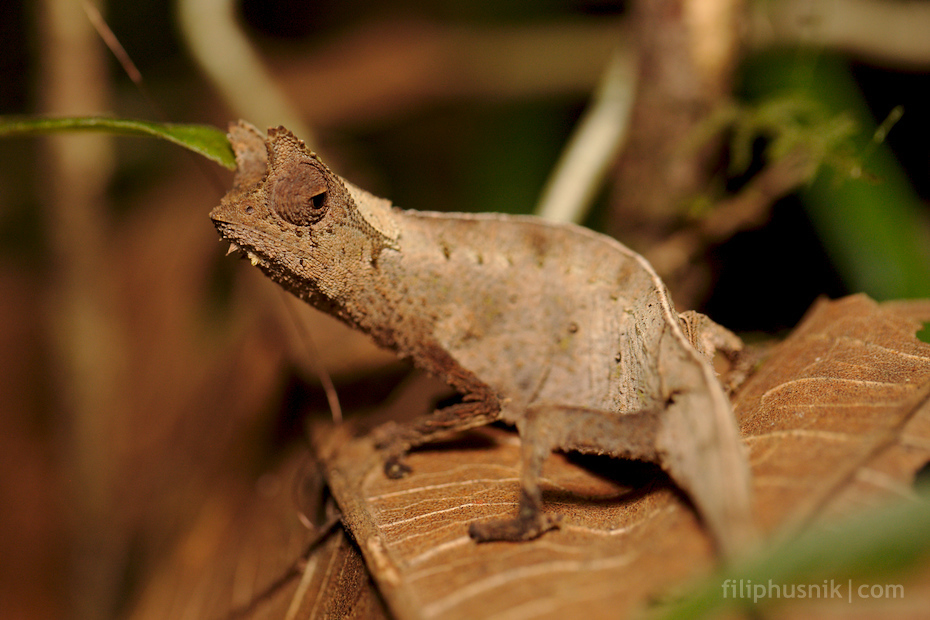 Brown Leaf Chameleon from Ranomafana National Park, Vatovavy-Fitovinany ...