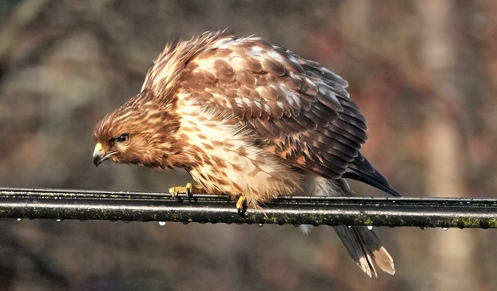 Red-shouldered Hawk from Mastic, NY, USA on February 03, 2025 at 09:20 ...
