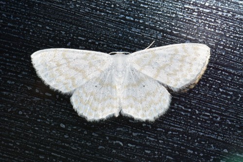 Asthena corculina · iNaturalist