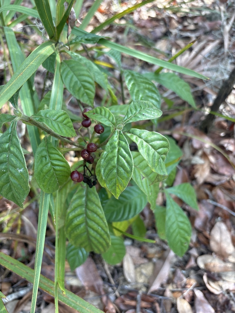 Shiny-leaved Wild Coffee from Hartwood Marsh Rd, Winter Garden, FL, US ...