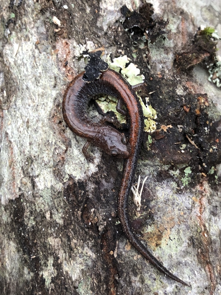 Southern Red-backed Salamander from Nantahala National Forest, Andrews ...