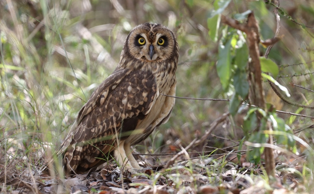 Antillean Short-eared Owl in February 2025 by Jack McDonough · iNaturalist