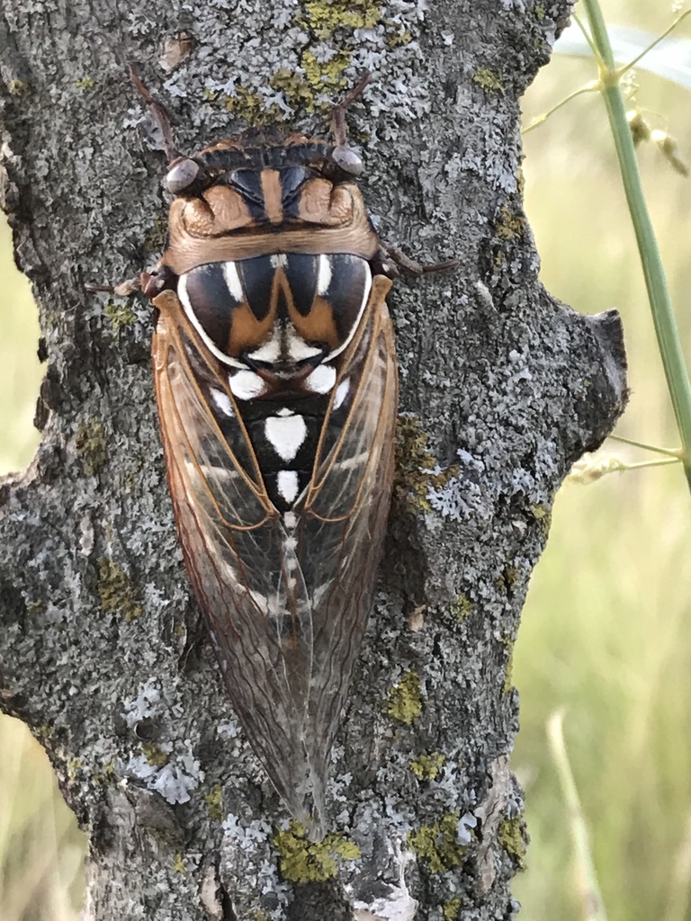 Bush Cicada from 73832, Arnett, OK, US on August 1, 2019 at 08:25 PM by ...