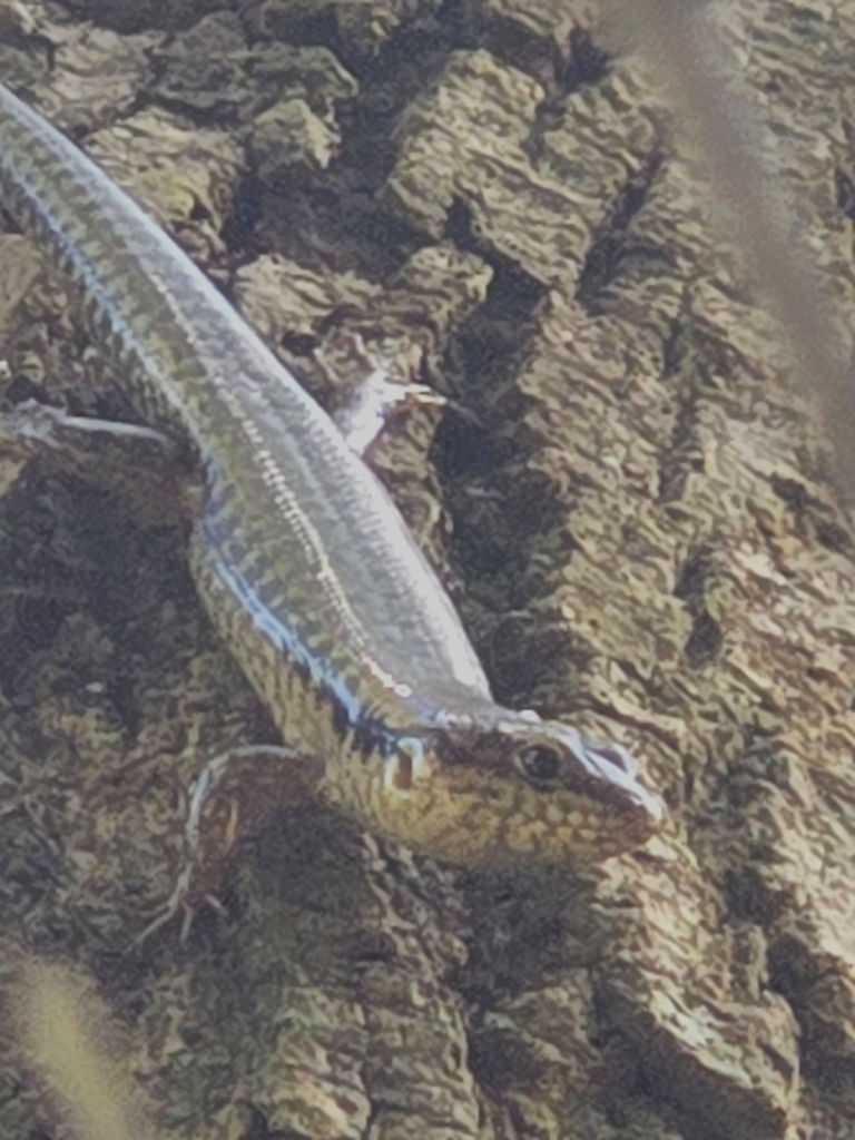 Southern Bar-sided Skink from Diamond Valley QLD, Australia on February ...