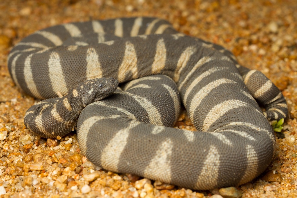 Little File Snake from Townsville QLD, Australia on July 29, 2016 at 08 ...