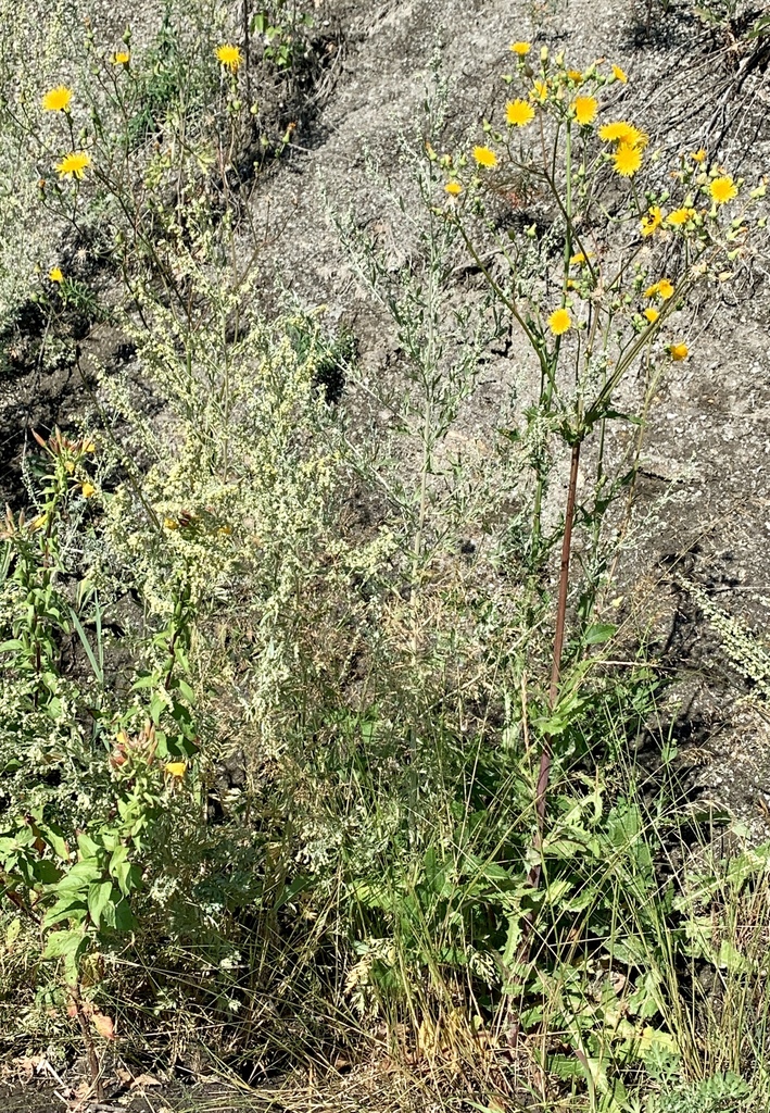 Canada hawkweed from 106th St NE, Walhalla, ND, US on August 1, 2019 at ...