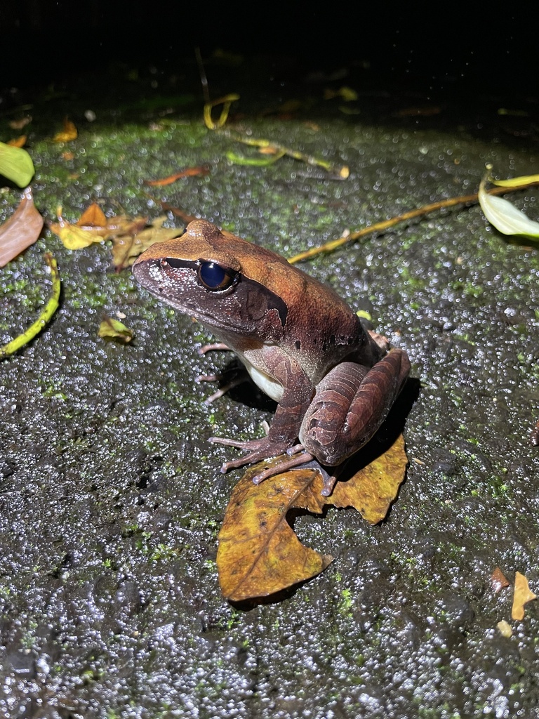 Northern Barred Frog from Mount Hypipamee National Park, Upper Barron ...