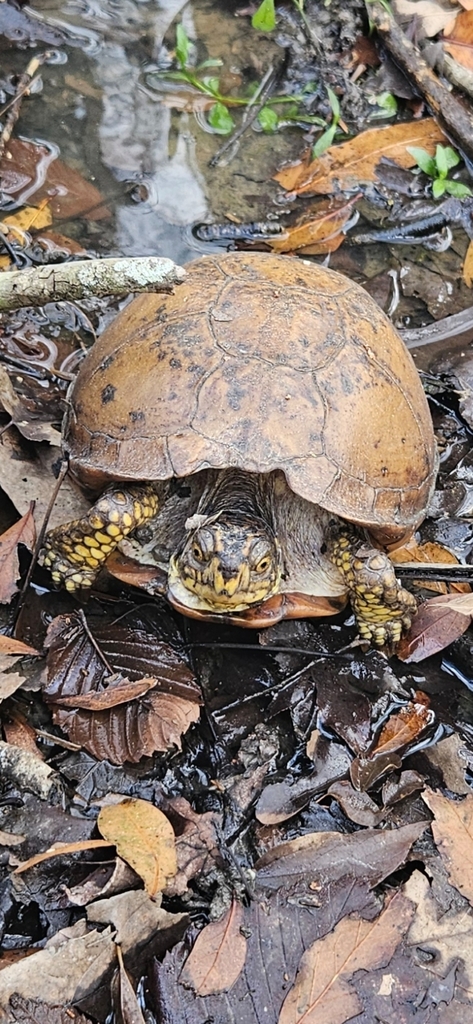 Common Box Turtle in February 2025 by Kevin Rolph · iNaturalist