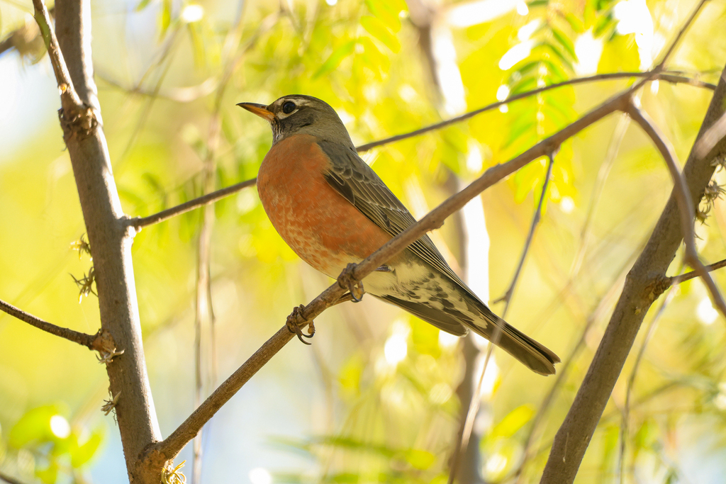 American Robin from Ecoparque Centenario, 98069 Zacatecas, Zac., México ...