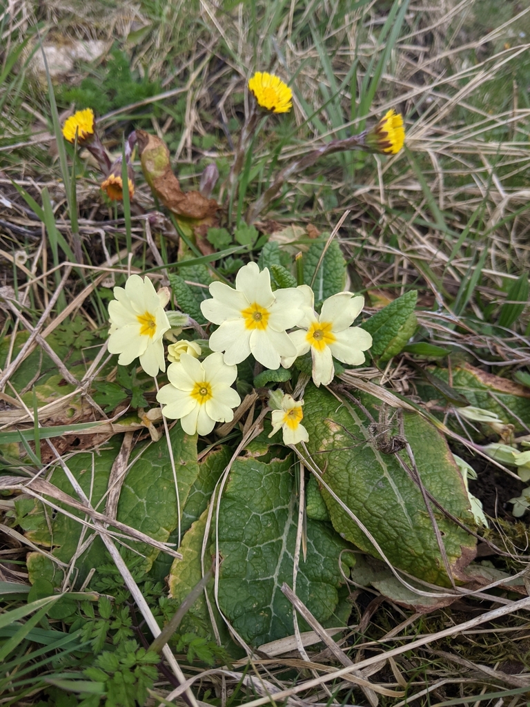 Primrose from Widnes WA8 3XN, UK on March 15, 2021 at 04:32 PM by Aaron ...