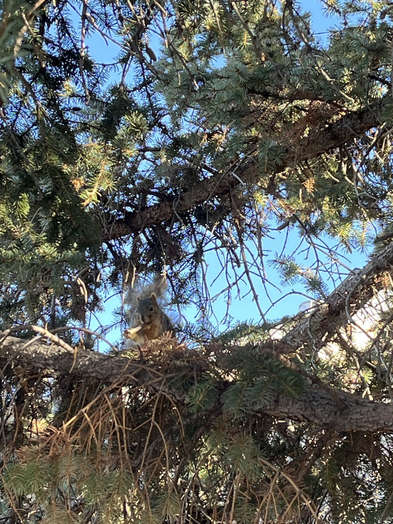 Eastern Fox Squirrel from Colorado State University, Fort Collins, CO ...