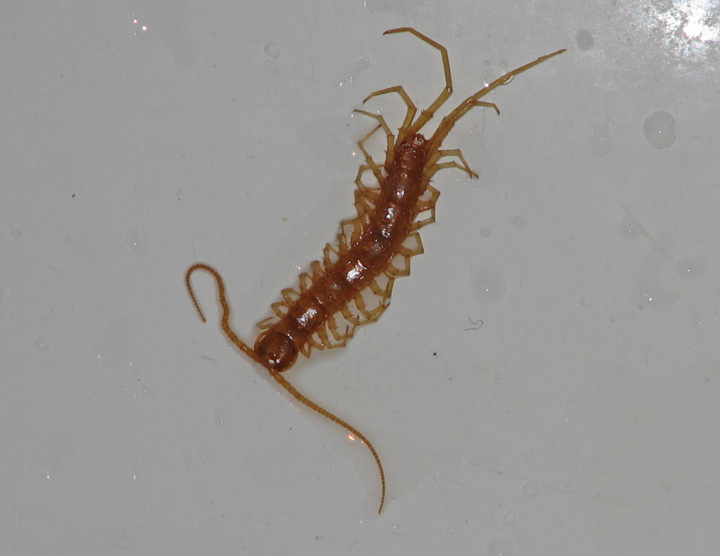 Lithobiidae from Kato Petali 840 03, Greece on October 27, 2010 at 04: ...