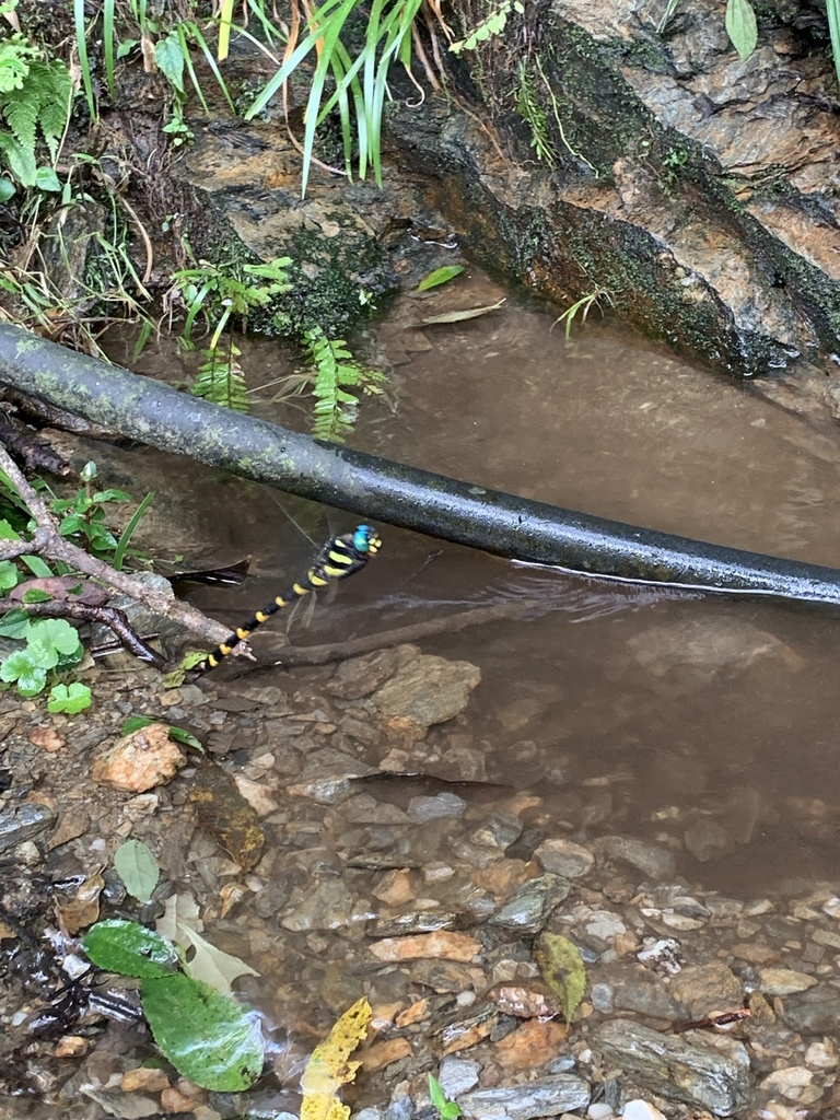 Anotogaster klossi in July 2019 by Yuren · iNaturalist