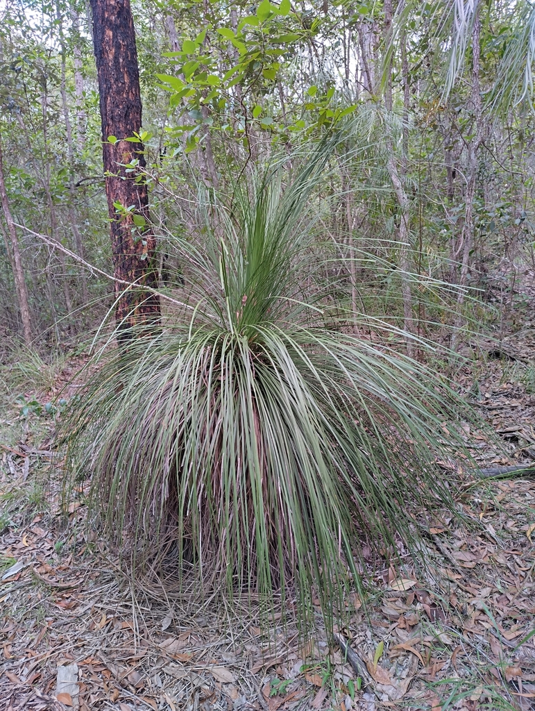 Xanthorrhoea latifolia from Boompa QLD 4621, Australia on February 9 ...