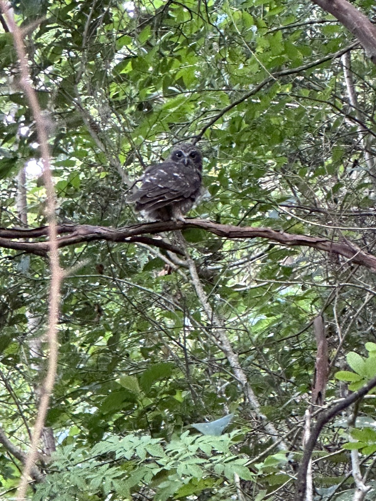 Australian Boobook from Cedar Creek, QLD, AU on February 9, 2025 at 02: ...
