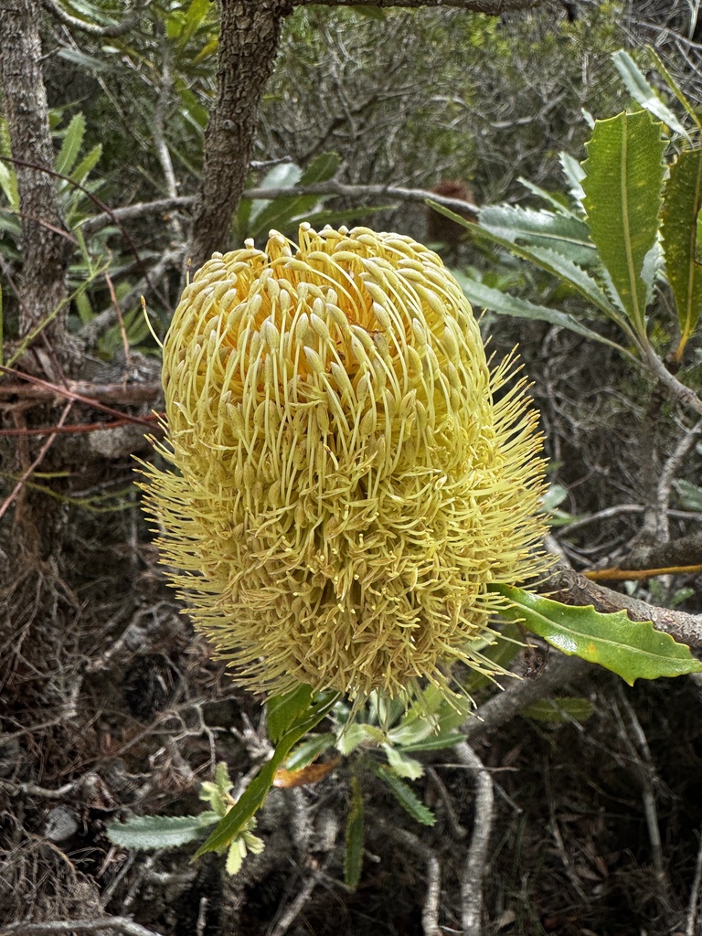 Old man banksia from Royal National Park, Royal National Park, NSW, AU ...