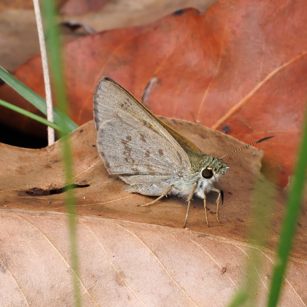 Large Dingy Skipper from Sandy Ck Conservation Area, Mount Cotton QLD ...