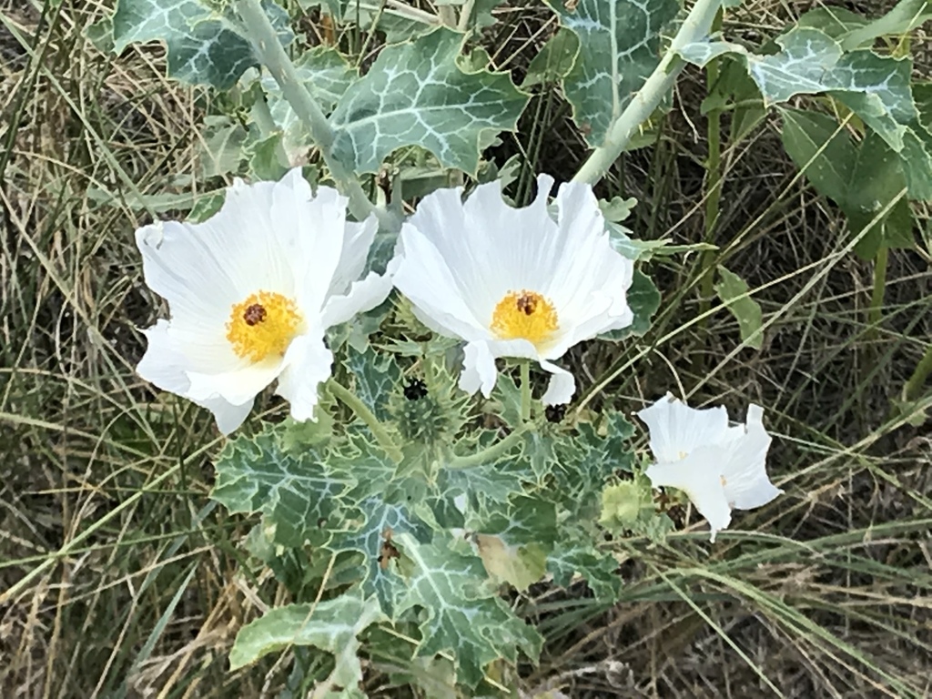 thistle poppy from Agate Fossil Beds National Monument, Harrison, NE ...