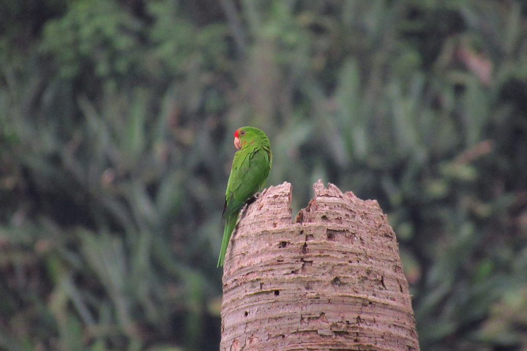 Scarlet-fronted Parakeet in February 2025 by Matias Zapata. Foto ...