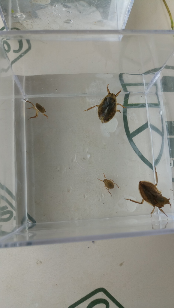 Japanese Giant Water Bug from Minowa, JP-NN, JP on August 02, 2019 at ...