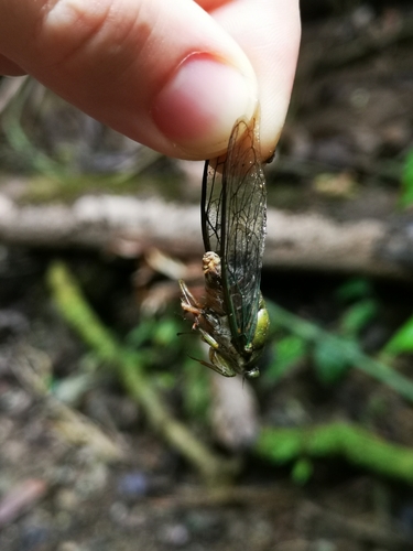Massospora dorisianae · iNaturalist