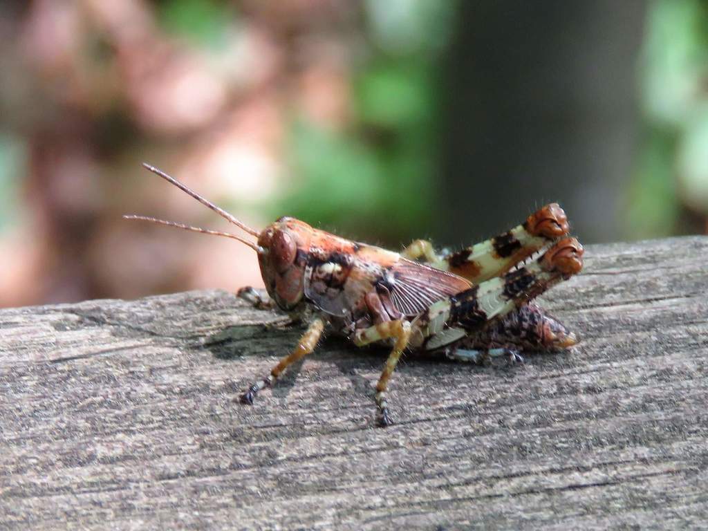 Pine tree Spur-throat Grasshopper from Lambton Shores, ON N0N 1J2 ...