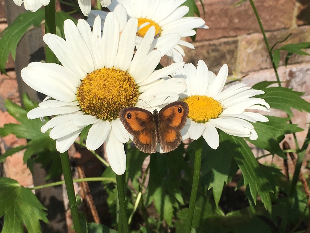 Gatekeeper from 14 Waterside, Burton upon Trent, England, GB on August ...