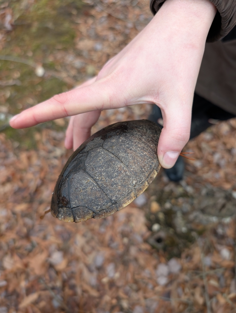 Eastern Musk Turtle from Odenton, MD 21113, USA on February 9, 2025 at ...