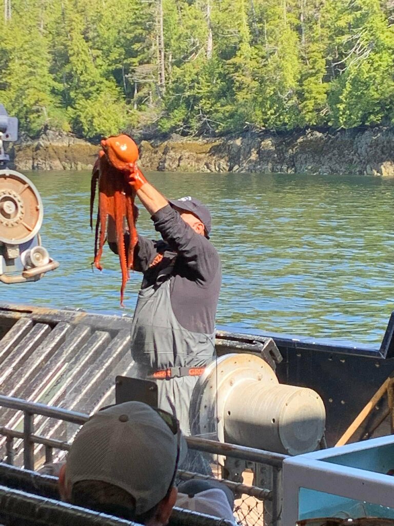 Giant Pacific Octopus from Ketchikan Gateway Borough, AK, USA on June ...