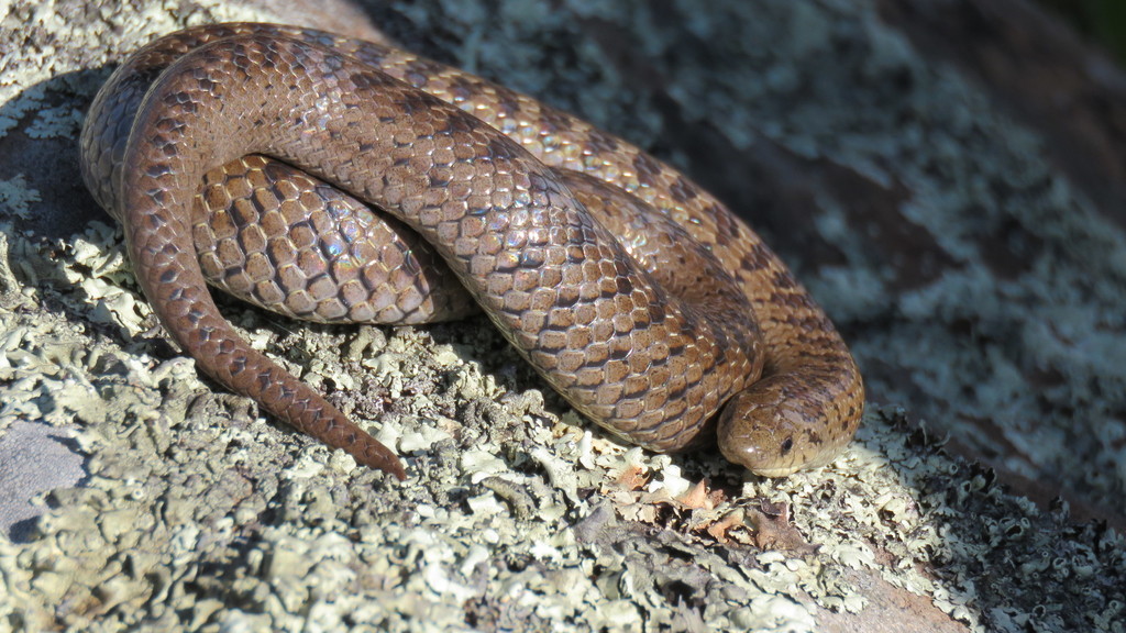Largenose Earth Snake from San Luis de la Paz, Gto., México on October ...