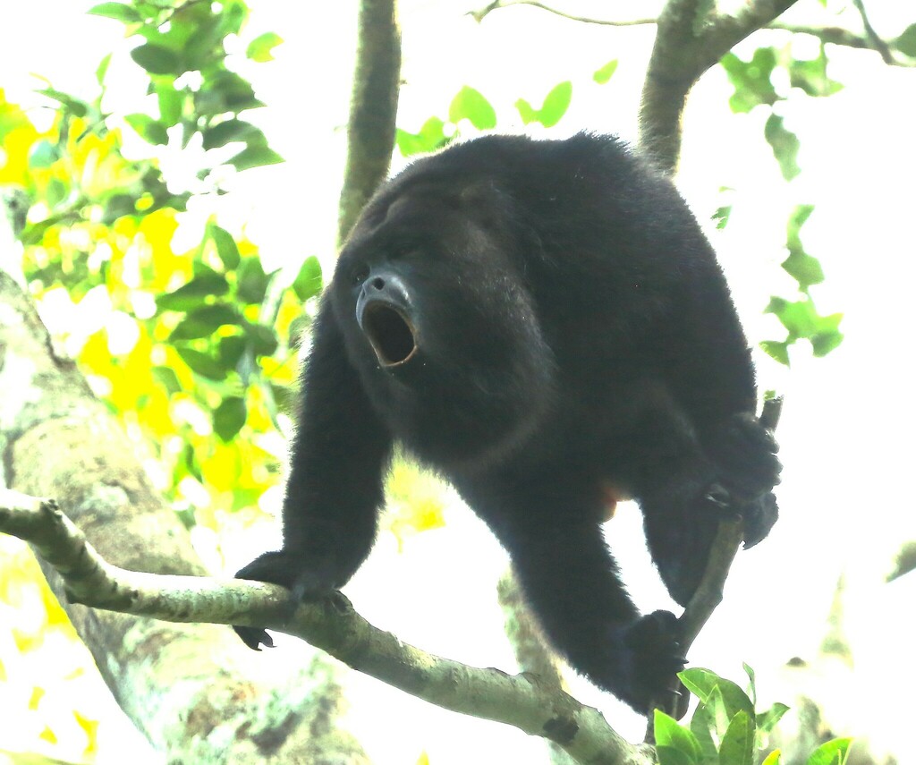 Yucatán Black Howler Monkey in January 2025 by Viajes Chenzira ...