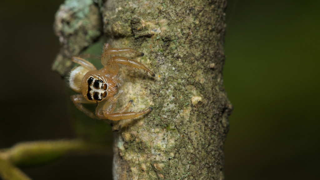 Thyene inflata from Ndumo Game Reserve on January 15, 2025 at 08:40 AM ...