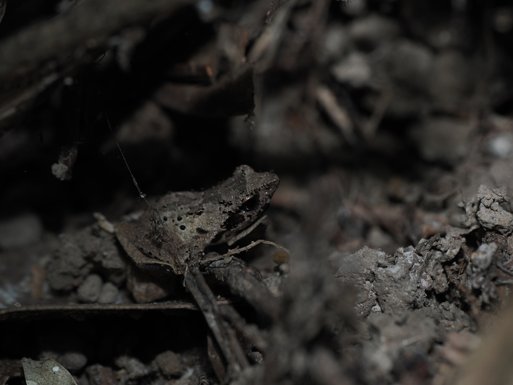 Romer's Tree Frog in January 2025 by Alexey Reshchikov · iNaturalist