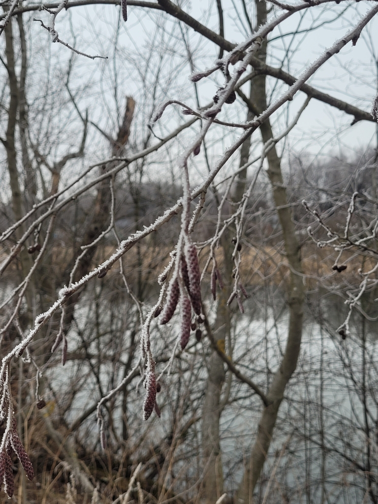 alders from Shchelkovskiy rayon, RU-MS, RU on February 10, 2025 at 03: ...
