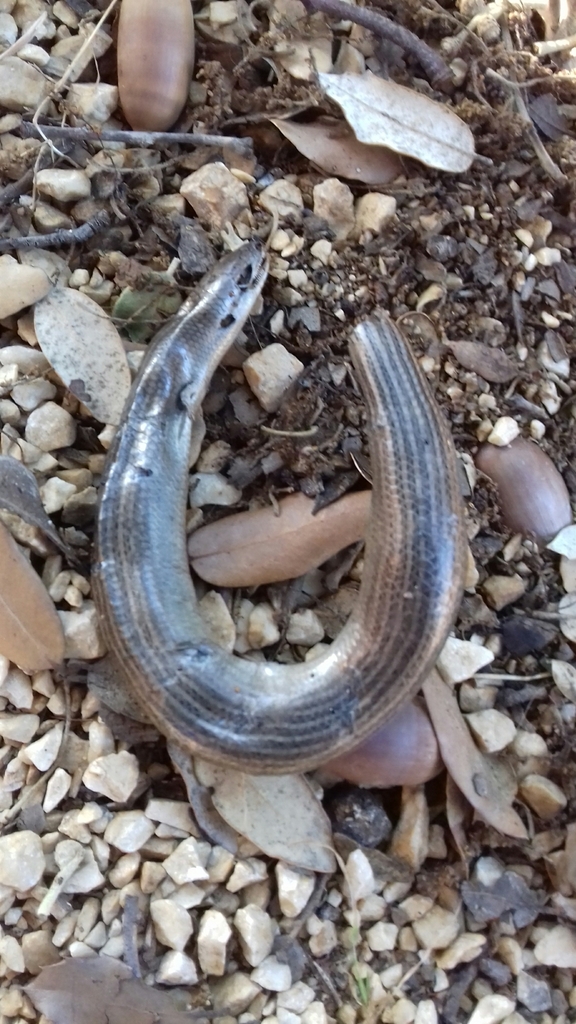 Western Three-toed Skink from 30700 Aigaliers, France on August 2, 2019 ...