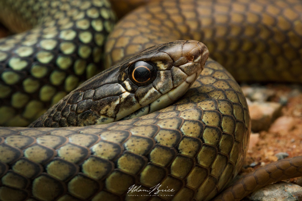 Reticulated Whipsnake (Demansia reticulata) - Snakes and Lizards