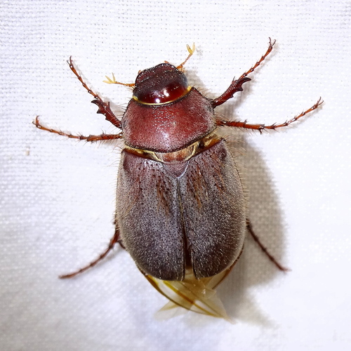(Phyllophaga vetula)