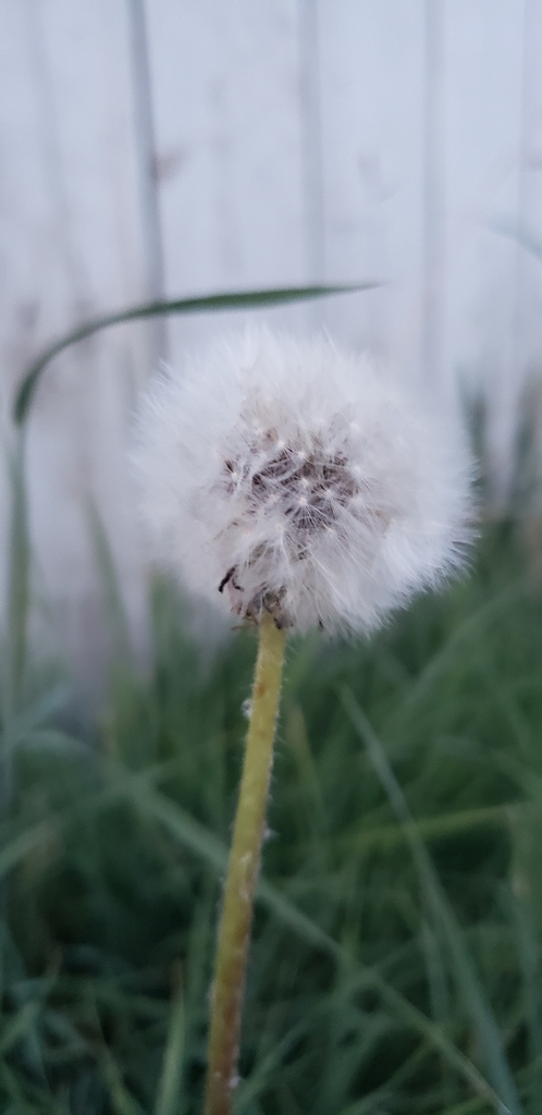 common dandelion from Calgary, AB T2N 3M8, Canada on July 31, 2019 at ...